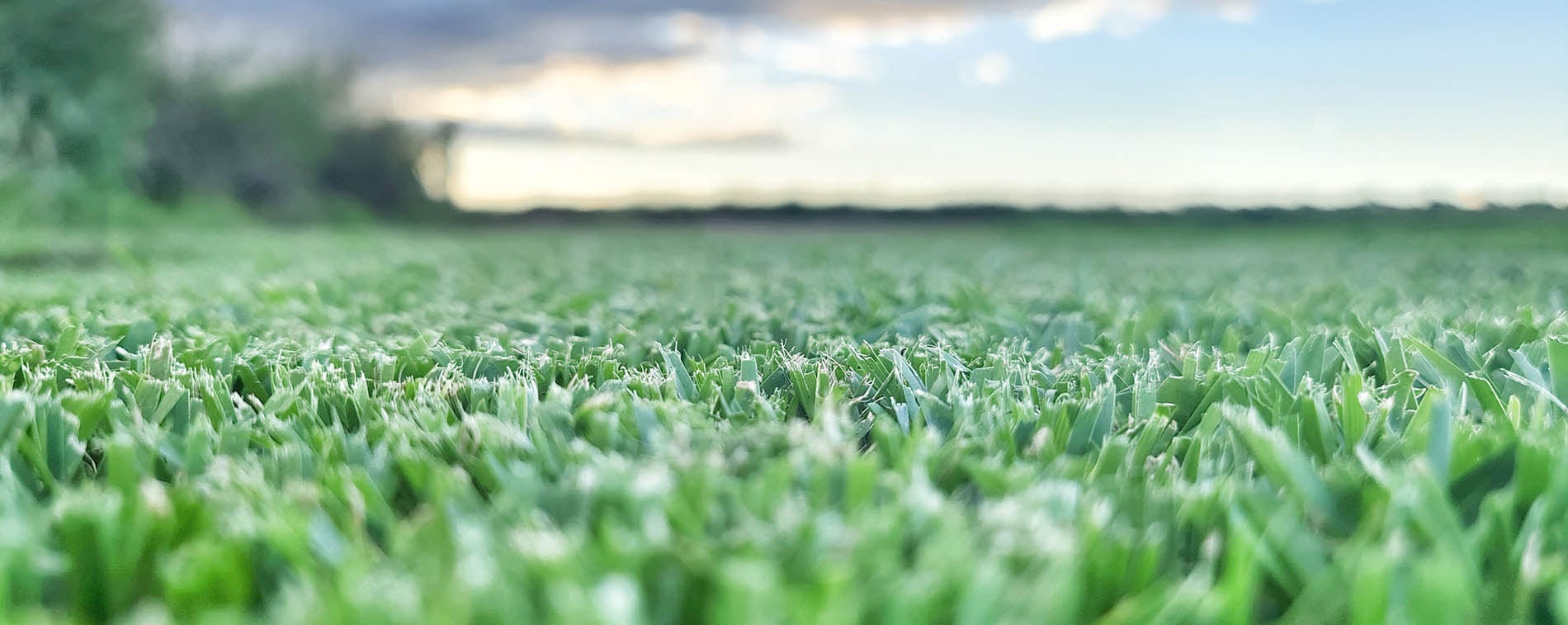 Varieties - Hunter Turf Co | Buffalo & Kikuyu Turf Hunter Valley